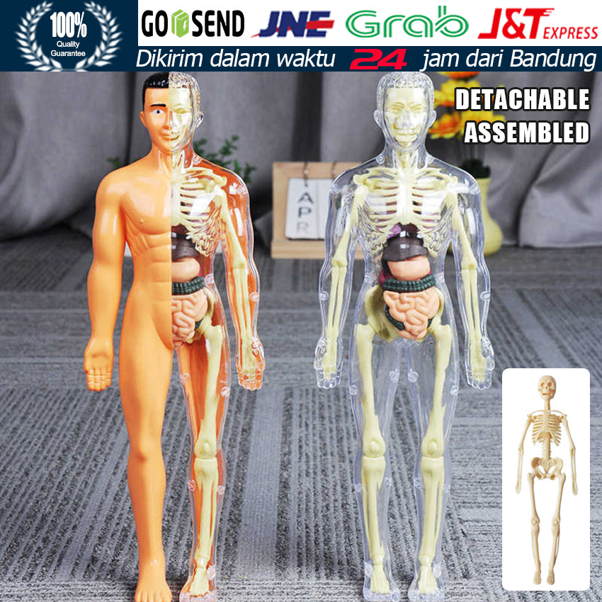 Jual Human Body Anatomy Model Mainan / Dokter Organ Tubuh Manusia / Human Body Torso Alat ...