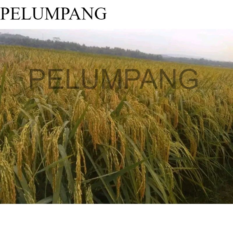 Jual PADI DAN BENIH BENIH PADI VR 46 KEMASAN 5 KG | Shopee Indonesia
