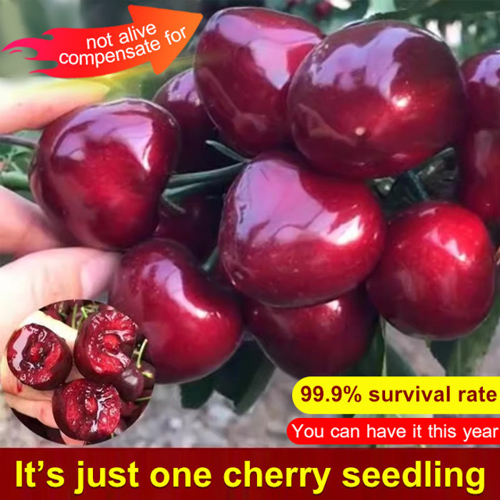 Jual Cherry Tree Seedling Big Cherry Tree Seedling Can Bear Cherry Tree ...