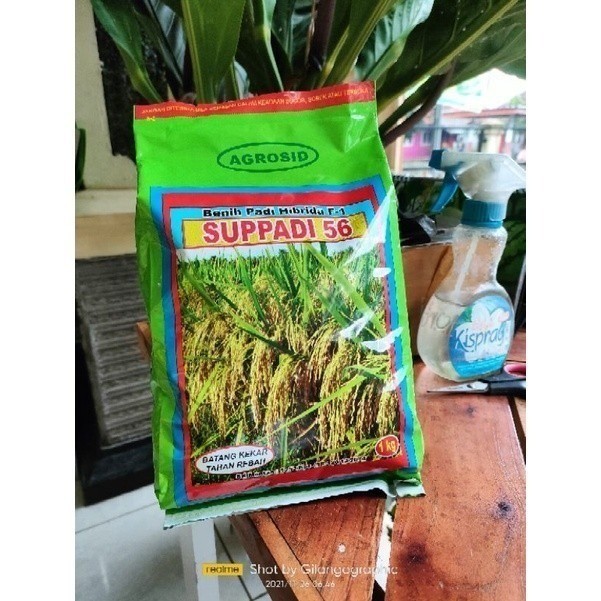 Jual benih padi supadi 56 hibrida | Shopee Indonesia