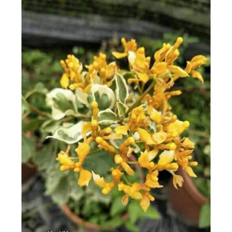 Jual NEW!!BUGENVIL MASHURI KUNING ORIGINAL | Shopee Indonesia