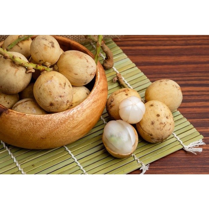 Jual Bibit Dukong alias Duku Tanpa Biji (asal okulasi) | Shopee Indonesia