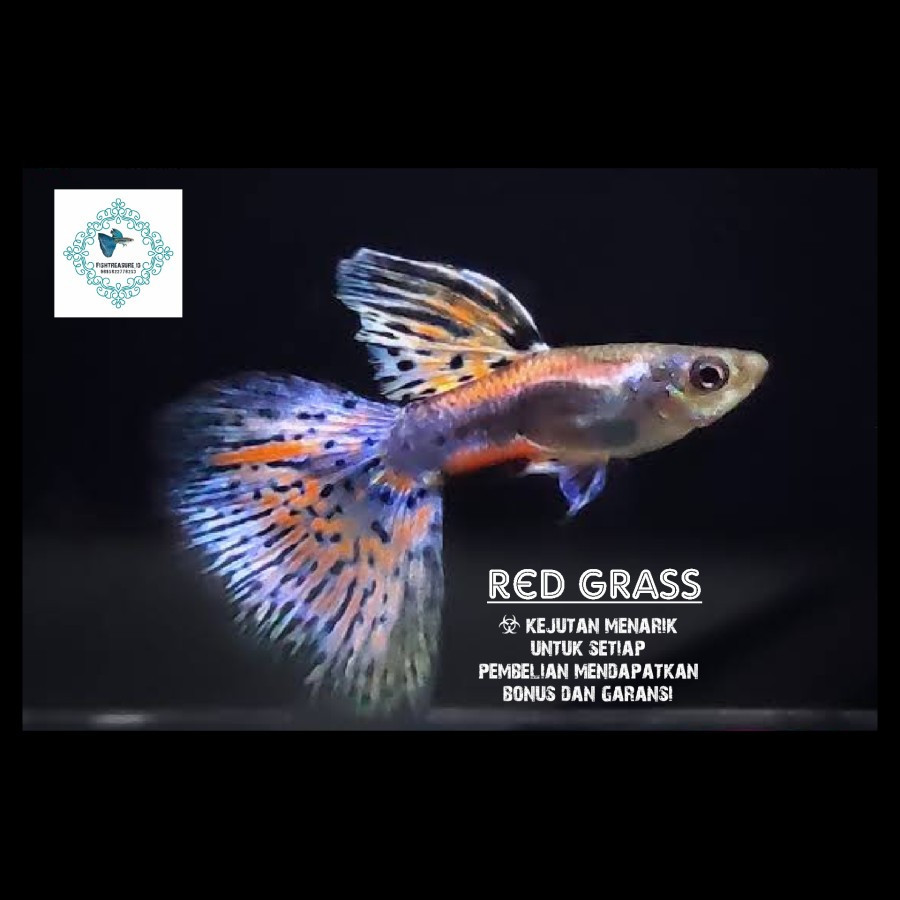 Jual IKAN HIAS GUPPY RED GRASS AIR TAWAR AQUARIUM AQUASCAPE | Shopee Indonesia