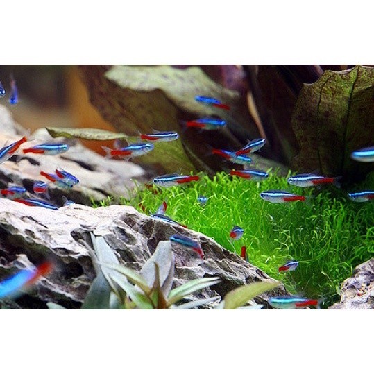 Jual Tetra Neon Cardinal Red nouse Amandae Blue kerry - ETALASE ...