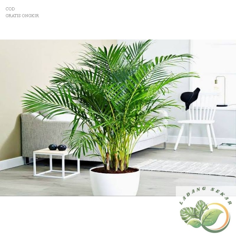 Jual PROMO Rimbunan Palem Kuning / Pinang Kuning | Shopee Indonesia