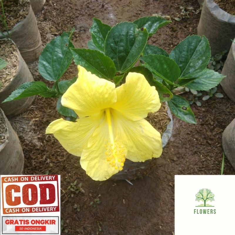 Jual kembang sepatu bunga kuning tanaman hias Hibiscus rosa-sinensis ...