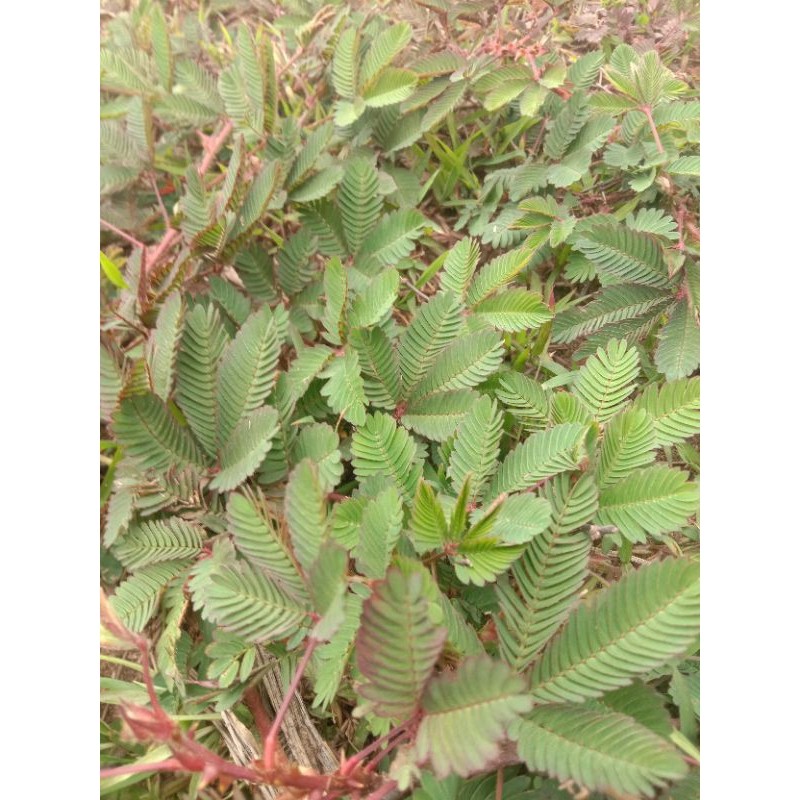 Jual DAUN PUTRI MALU SEGAR DAN KERING | Shopee Indonesia