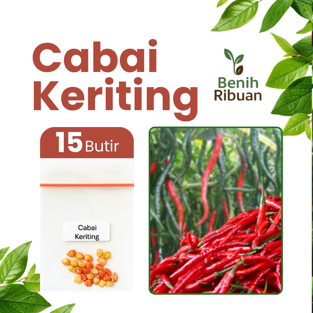 Jual Benih Bibit Unggul Cabai Keriting Merah Bibit Cabe Berkualitas ...