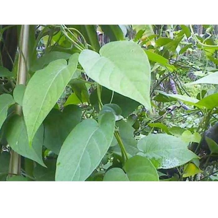 Jual 2 bibit tanaman sembukan simbukan daun kentut tanamansayur dan ...