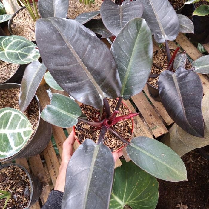 Jual Tanaman hias Philodendron Black Cardinal adalah jenis tanaman hias ...