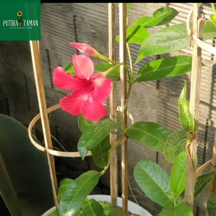 Jual Tanaman hias pohon Alamanda bunga merah/pohon bunga mandevilla ...