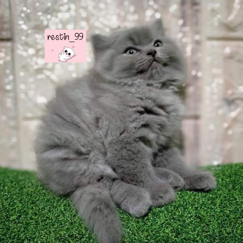 Jual kitten anak kucing abu solid persia restin99 - bukan peaknose ...