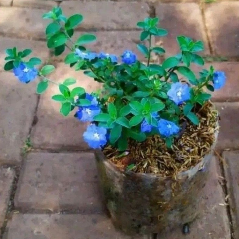 Jual ( BISA COD ) Tanaman Hias Bunga Blue Eyes Beauty / Bunga Hias Baby ...