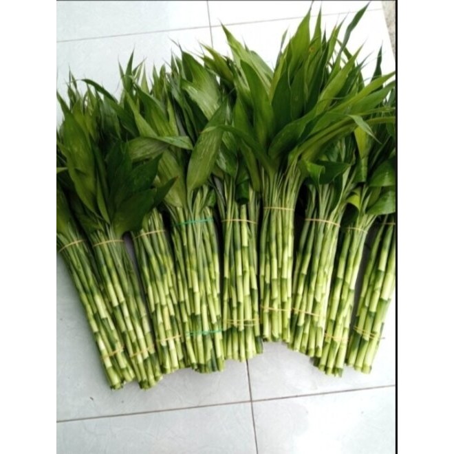 Jual TANAMAN HIAS/TANAMAN SRI REJEKI per 10 batang/BAMBU HOKI/bambu ...