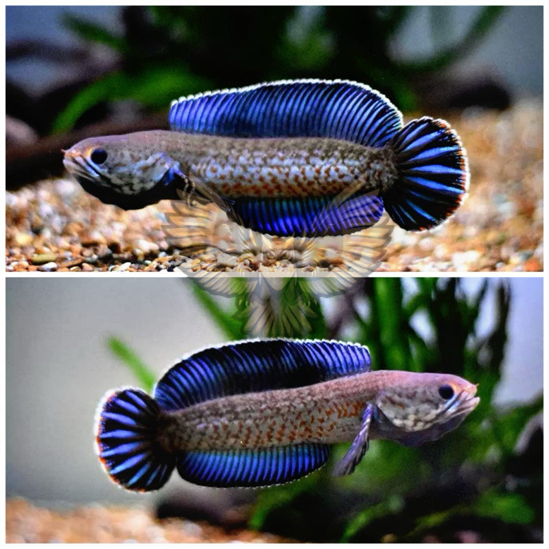 Jual ornamental Chana Andro Premium Gondrong Rim Tebal | Shopee Indonesia