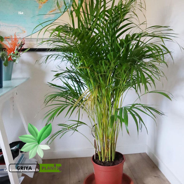 Jual tanaman hias indoor pohon palem kuning palm kuning pinang kuning ...