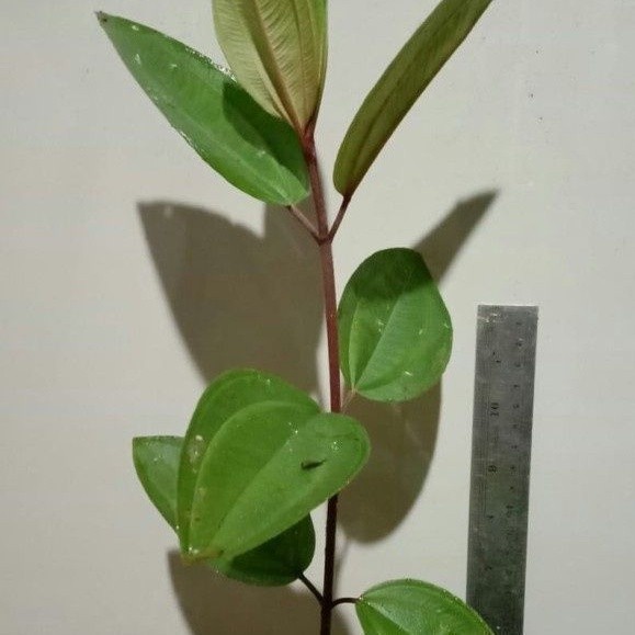 Jual New Promo tanaman senduduk atau harendong besar tinggi 20 cm (H_S ...