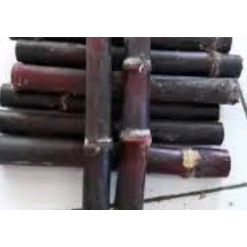 Jual bibit tebu hitam,tebu ireng,tebu wulung,per 30cm | Shopee Indonesia