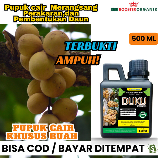 Jual Pupuk Organik Cair Pelebat Buah Duku , Khusus Buah Duku Buah Langsat Booster Cair DUKU ...