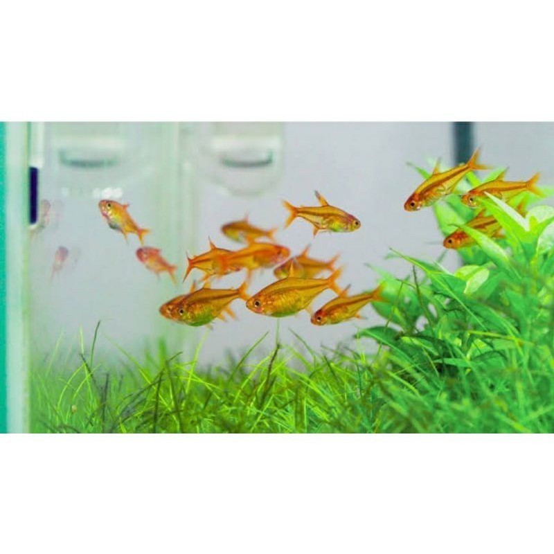 Jual amandae / ember tetra 90ekor - paketan 1kg ( CAHAYA AQUATIC ...