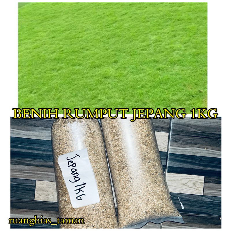 Jual benih rumput jepang 1 kg | Shopee Indonesia
