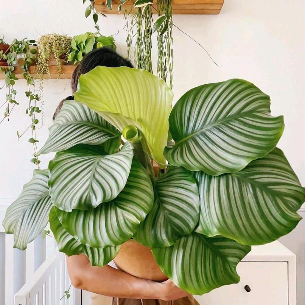 Jual Pohon Calathea - Macam-Macam Jenis Calathea | Shopee Indonesia