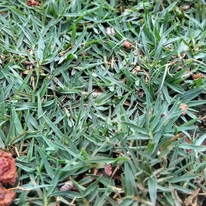 Jual benih rumput swiss-biji rumput taman rumah PREMIUM Benih Rumput ...
