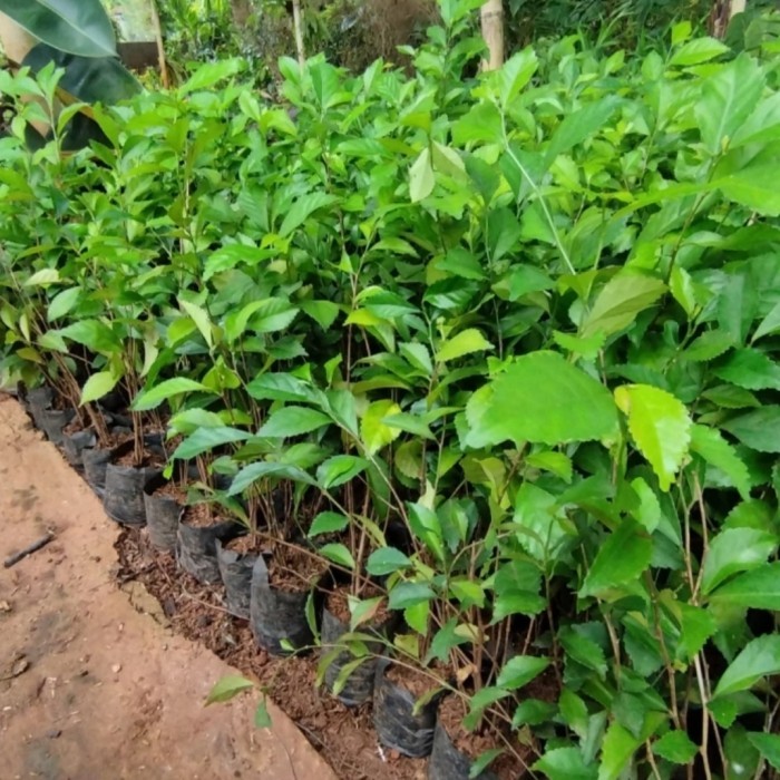 Jual paket 200 pohon teh tehan - tanaman pagar teh tehan - pohon ...