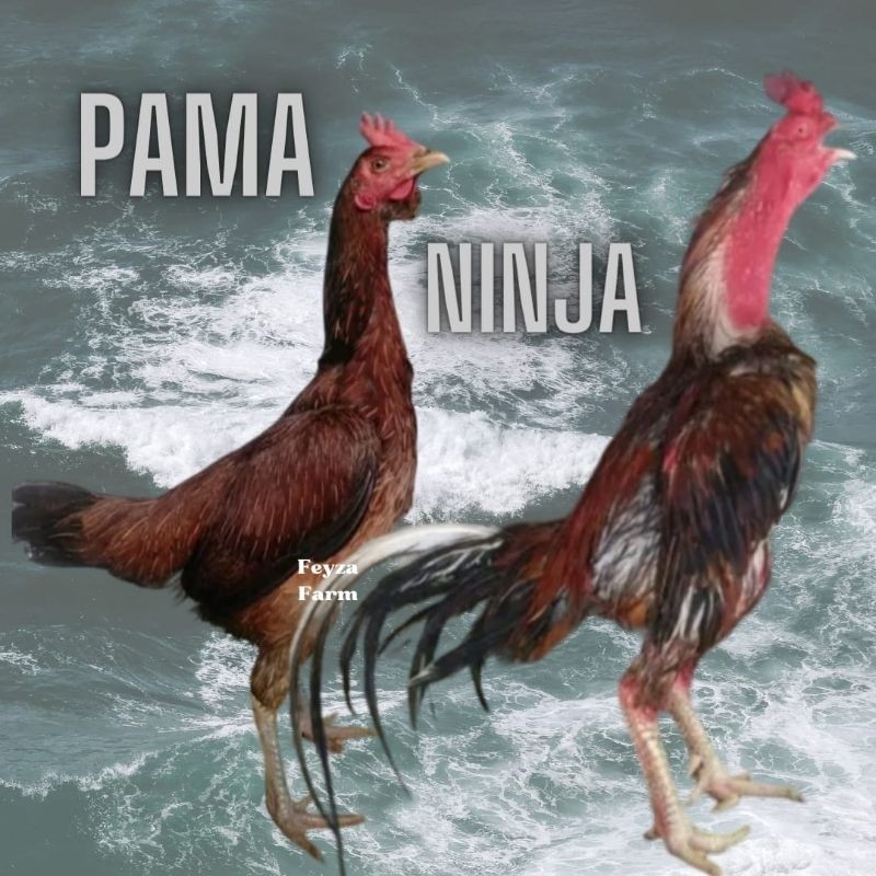 Jual telur ayam Pama ninja original petarung bisa untuk di tetaskan ...