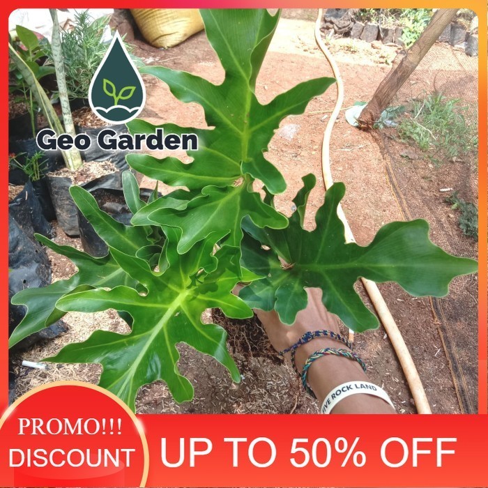 Jual bibit tanaman hias monstera philodendron - tanaman indoor philo ...