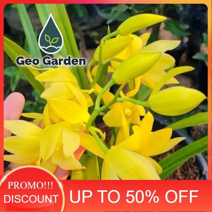 Jual tanaman anggrek tanah | Tanaman bunga anggrek tanah | Shopee Indonesia