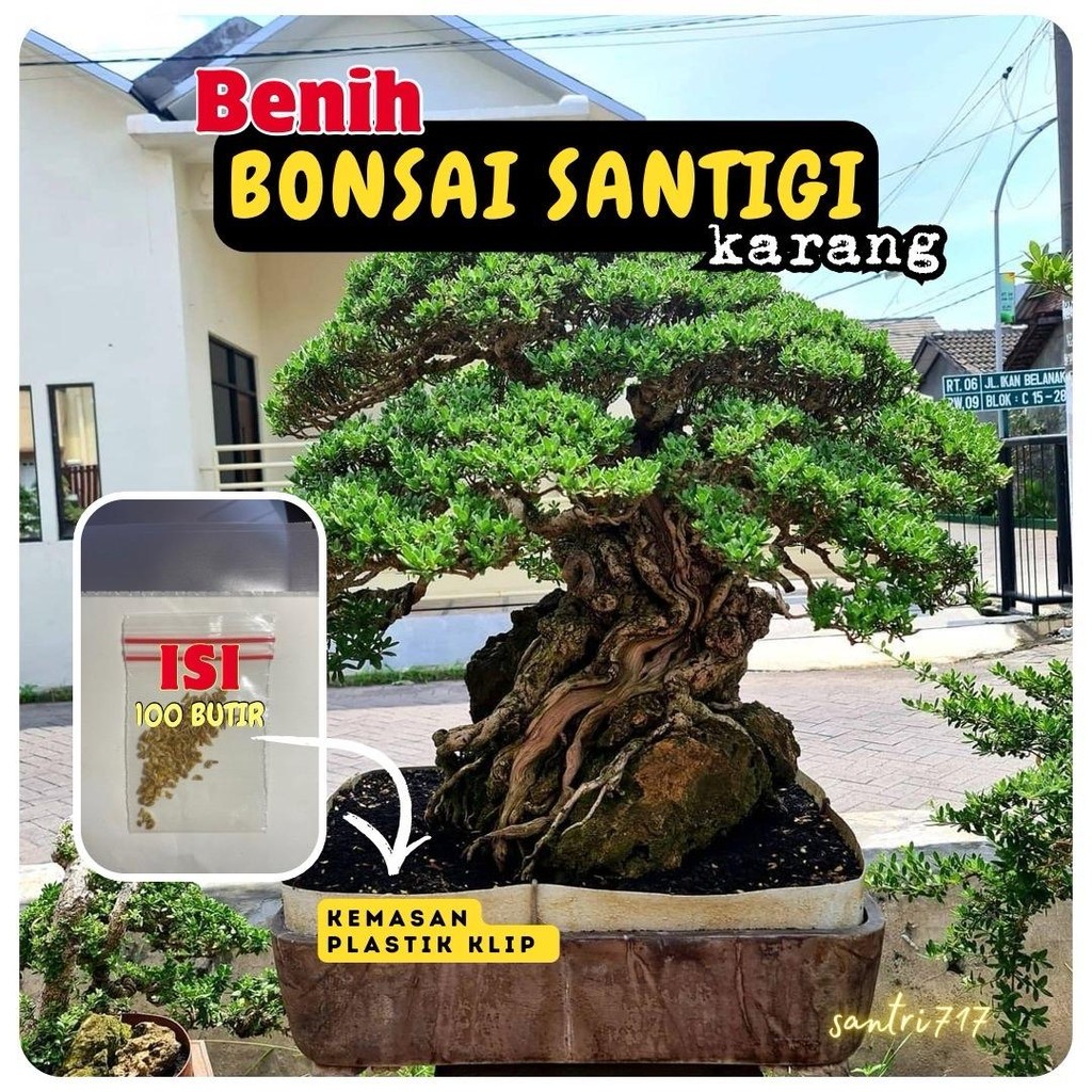 Jual 100 biji - benih Bonsai Santigi Karang Sulawesi | Shopee Indonesia