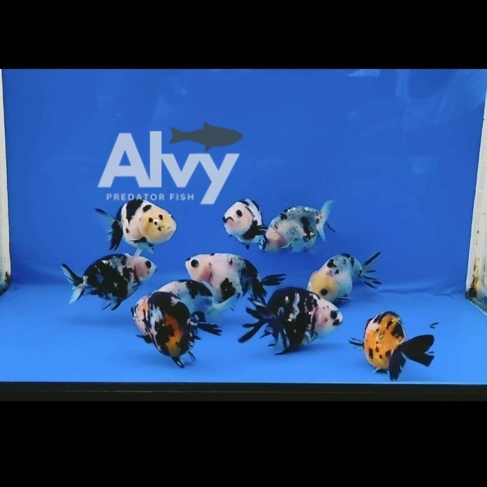 Jual Hiyasan akuarium RANCHU SAPI / RANCHU COW 4-6 cm/ IKAN MAS KOKI ...