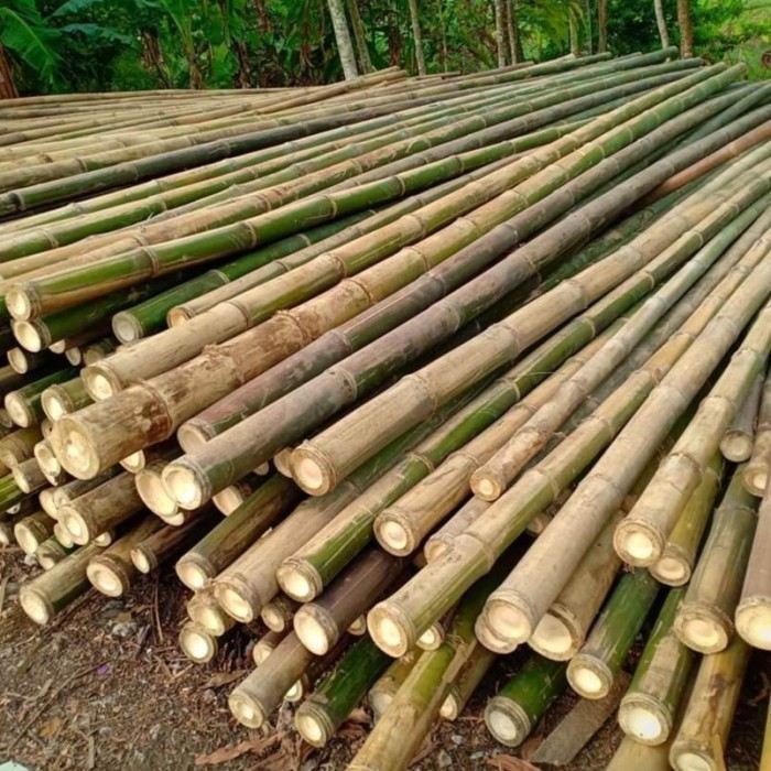 Jual Batang Bambu Besar Panjang 1 METER Bambu Untuk Kandang | Shopee ...