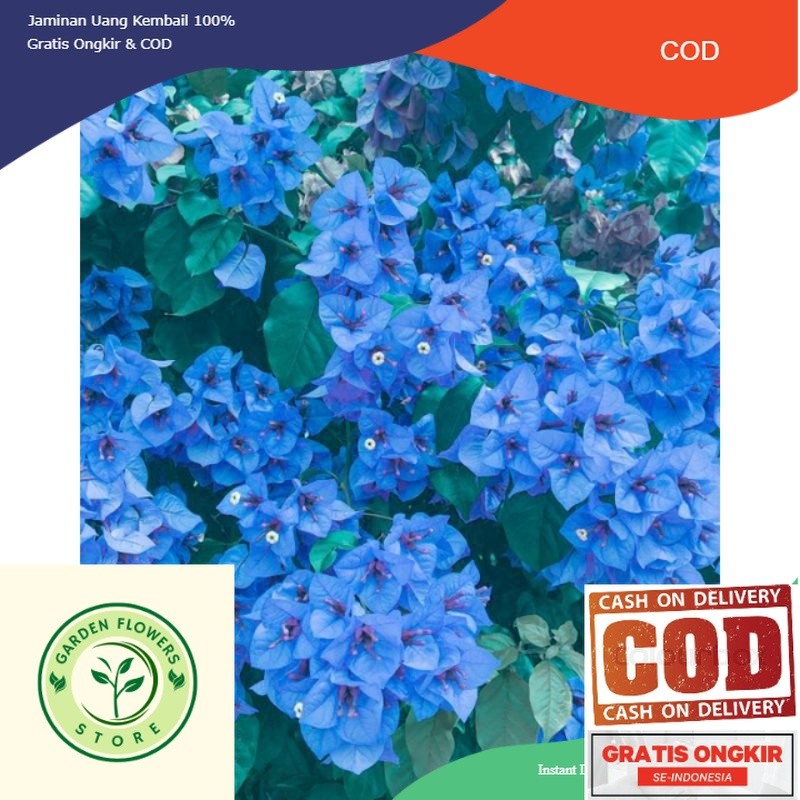Jual TERLARIS!!TANAMAN HIAS BUGENVIL BUNGA KERTAS//SOFT BLUE ICE-Bunga ...