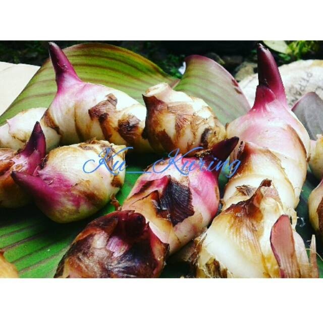 Jual selalu Promo Umbi Ganyong Segar Jenis Merah dan Putih asli 100% ...