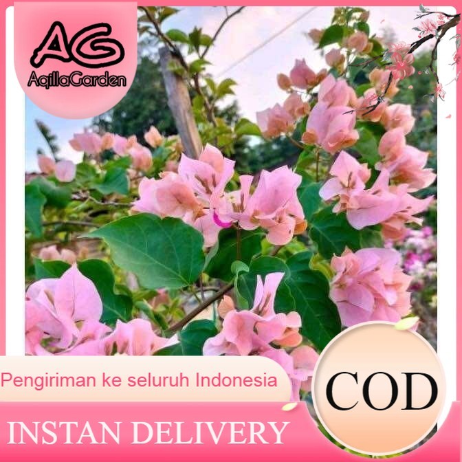 Jual Bunga bougenville adas joy batang ori dan sambung | Shopee Indonesia
