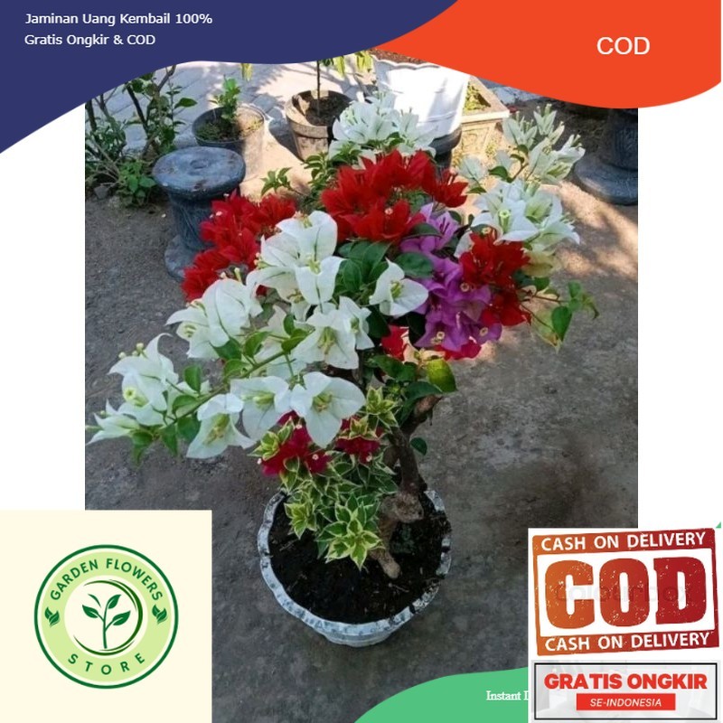 Jual Tanaman bugenvil bunga kertas banyak warna (stek 5-7) (COD ...