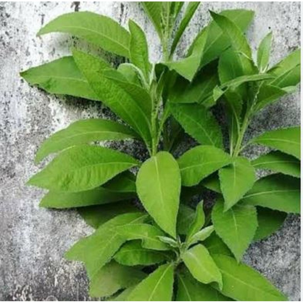 Jual Daun sembung segar herbal fresh per 100gram | Shopee Indonesia