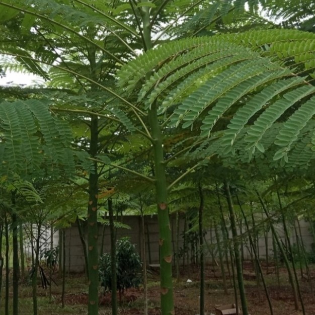 Jual pohon solobium brazil/ pakis brazil 1 meter | Shopee Indonesia