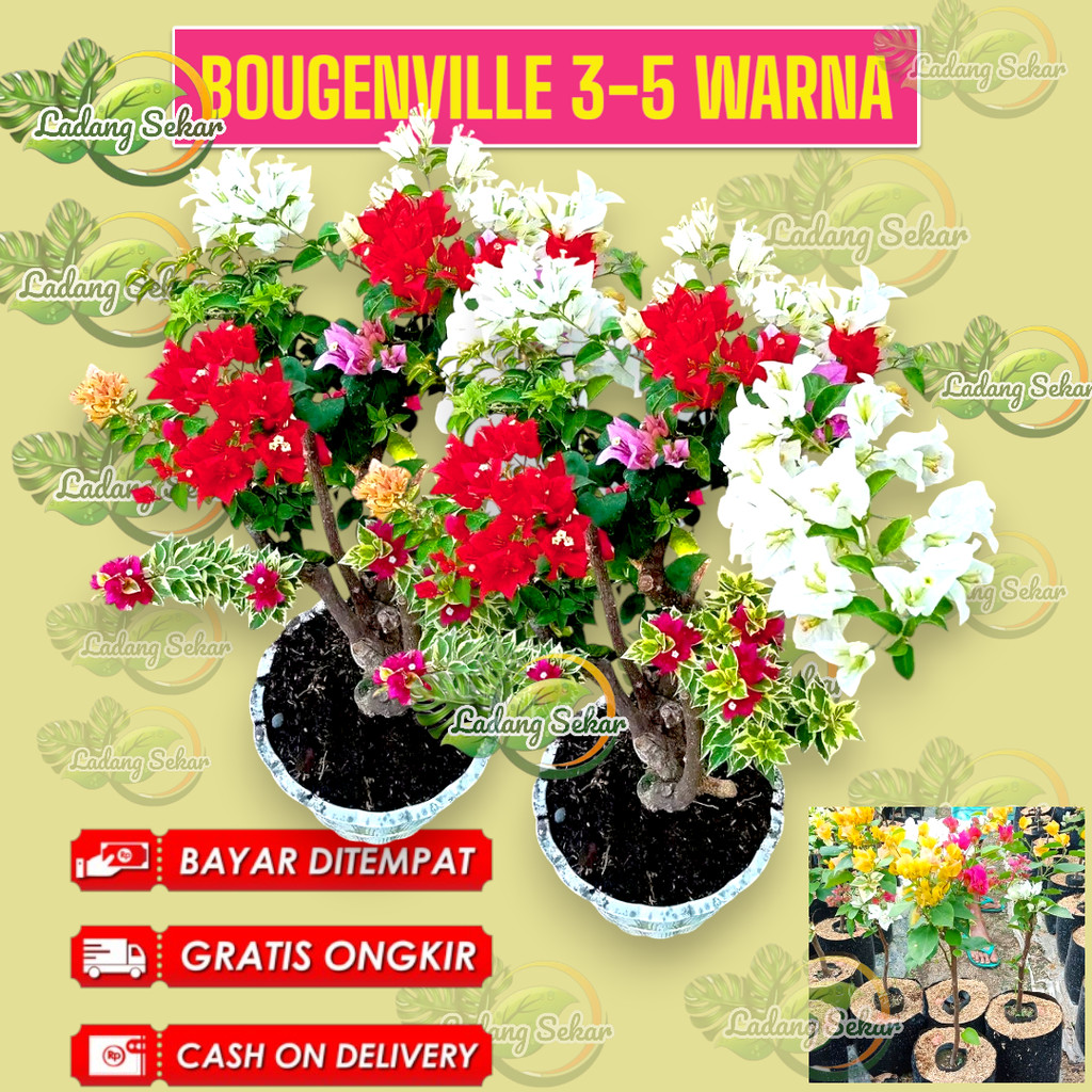 Jual BOUGENVILLE / BUNGA KERTAS GRAFTING BANYAK WARNA Tanaman hias ...