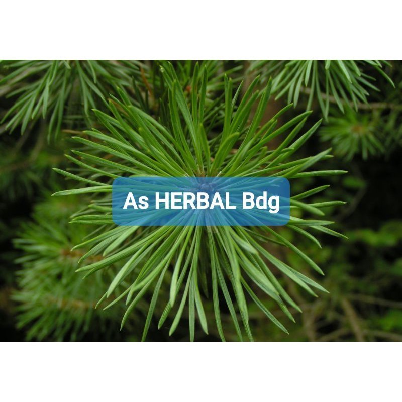 Jual Daun Pinus Segar 1 Kg / daun pohon pinus / herbal stroke ,TERBAIK ...