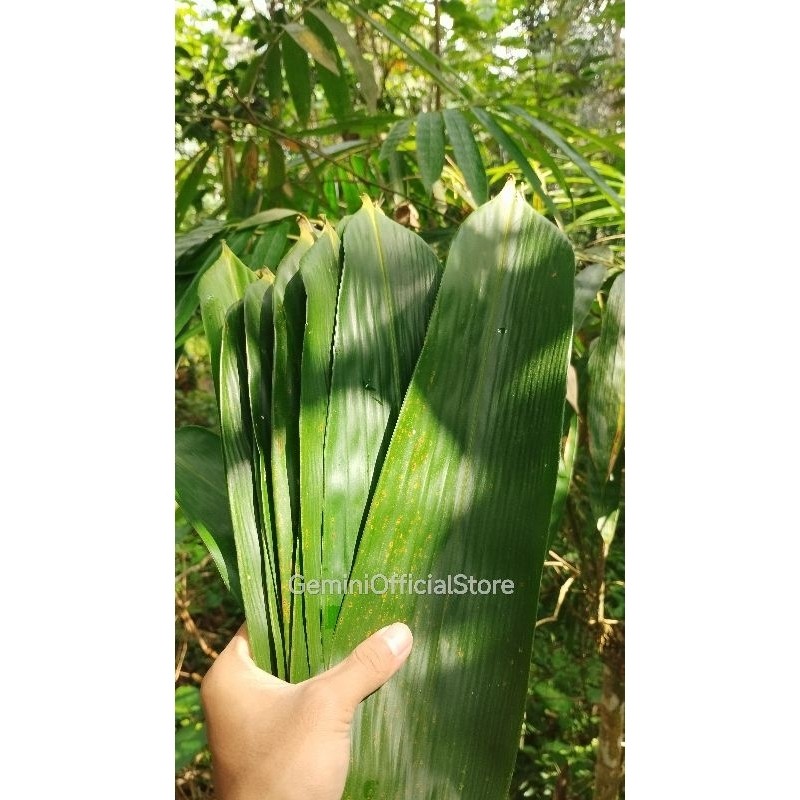 Jual PROMO 100 Lembar daun bambu bakcang/bacang jumbo segar fresh ...