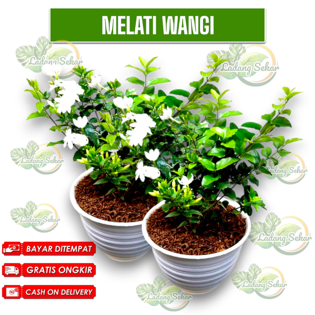 Jual MELATI WANGI Rimbun Tanaman Melati Wangi Sudah Berbunga | Shopee ...