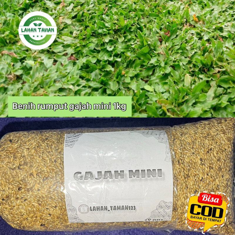 Jual 1kg benih rumput gajah mini/ rumput gajah mini 1kg | Shopee Indonesia