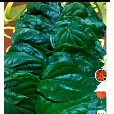 Jual Daun sirih segar perikat isi 10 lembar | Shopee Indonesia