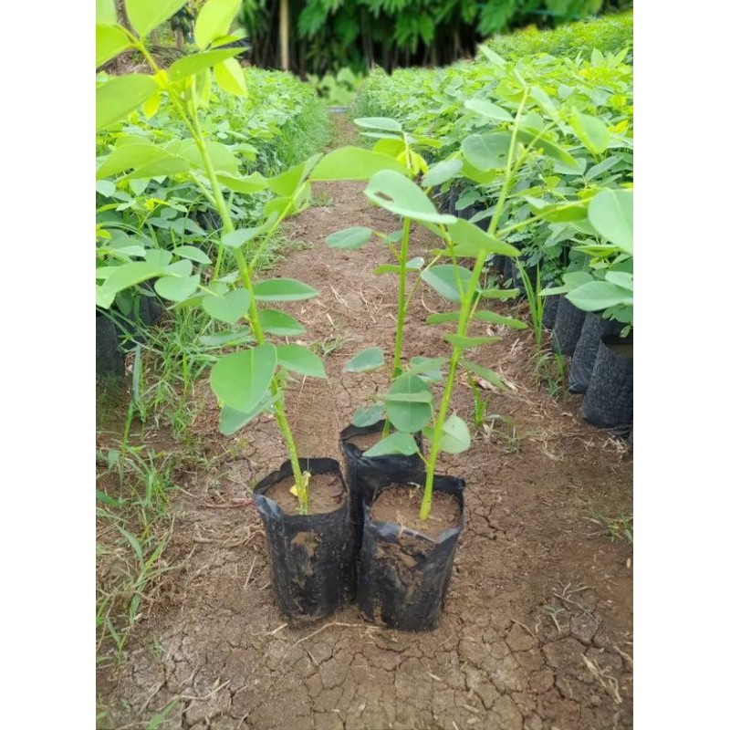Jual Bibit GAMAL Tanaman Hijauan Pakan Ternak Leguminosa Tinggi Protein ...