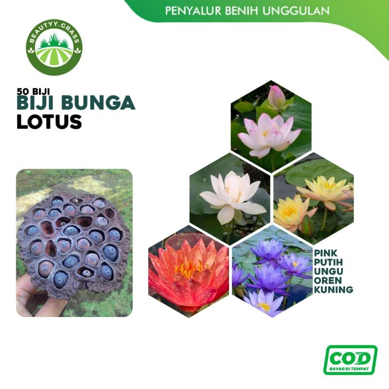 Jual Benih Biji Lotus Bunga Teratai Isi 50Biji - Pink - Ungu - Putih ...