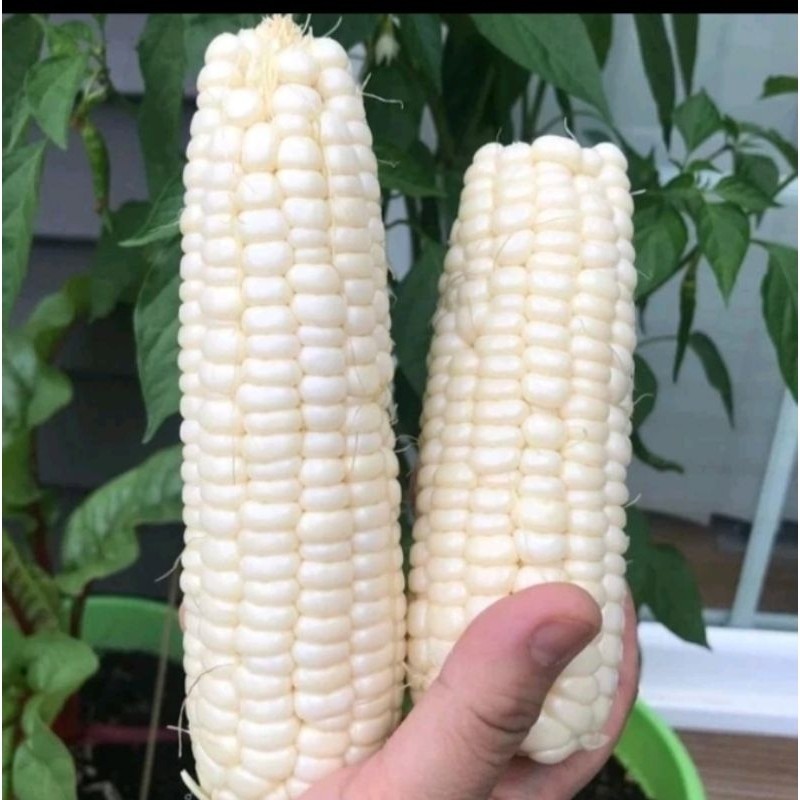 Jual COD !!! 1 KG BENIH JAGUNG PUTIH KETAN PULUT | Shopee Indonesia