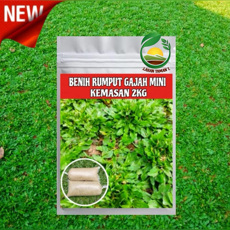Jual Terbaru!! benih rumput gajah mini/ rumput gajah mini 2kg benih ...